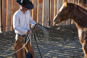 Clinics - Nick Dowers