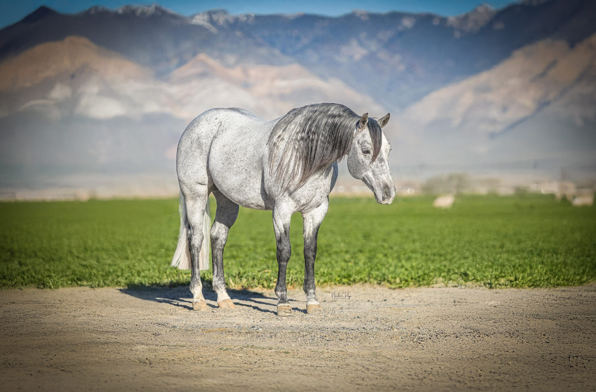 Republicat - Nick Dowers