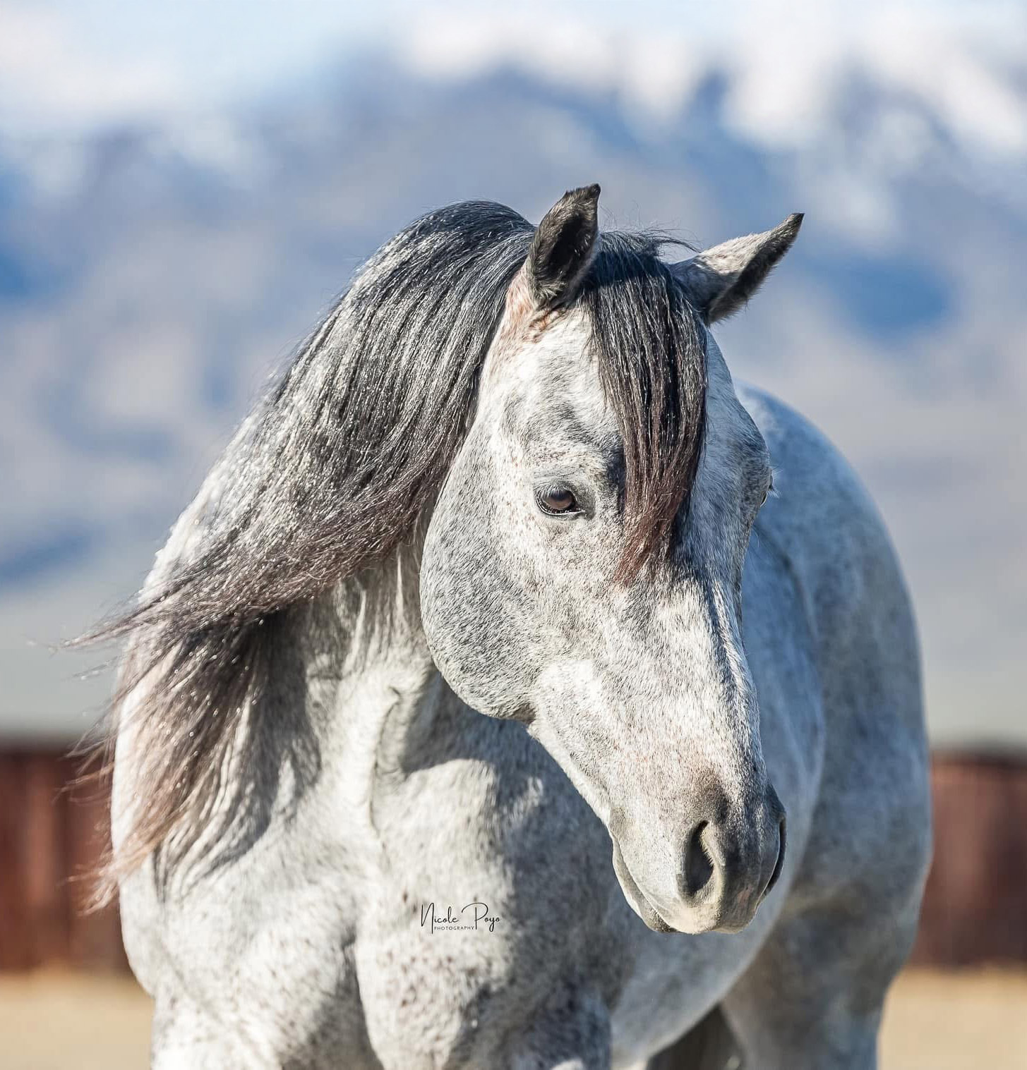 Republicat - Nick Dowers