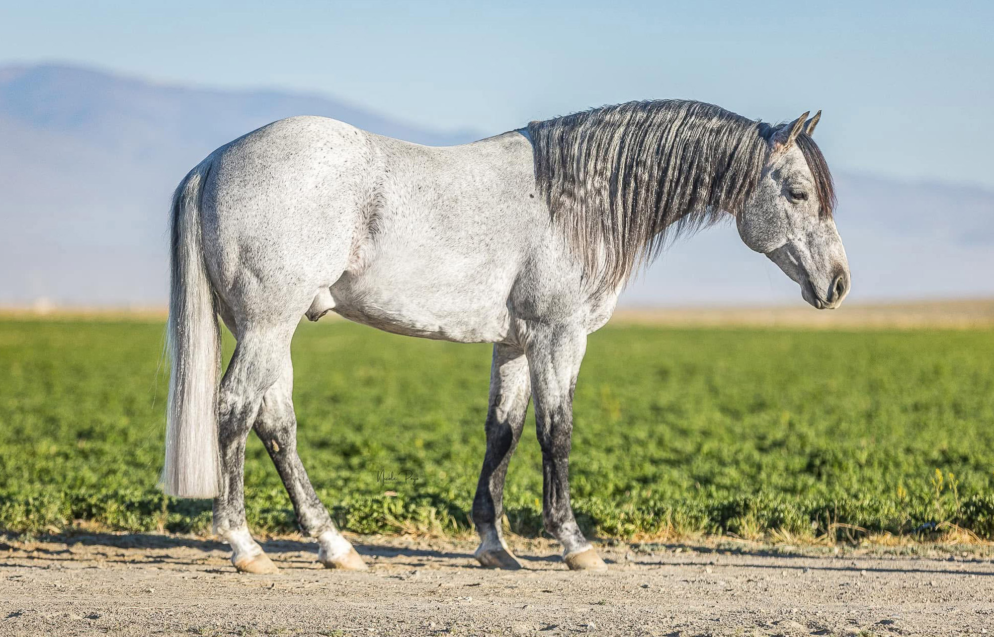 Republicat - Nick Dowers